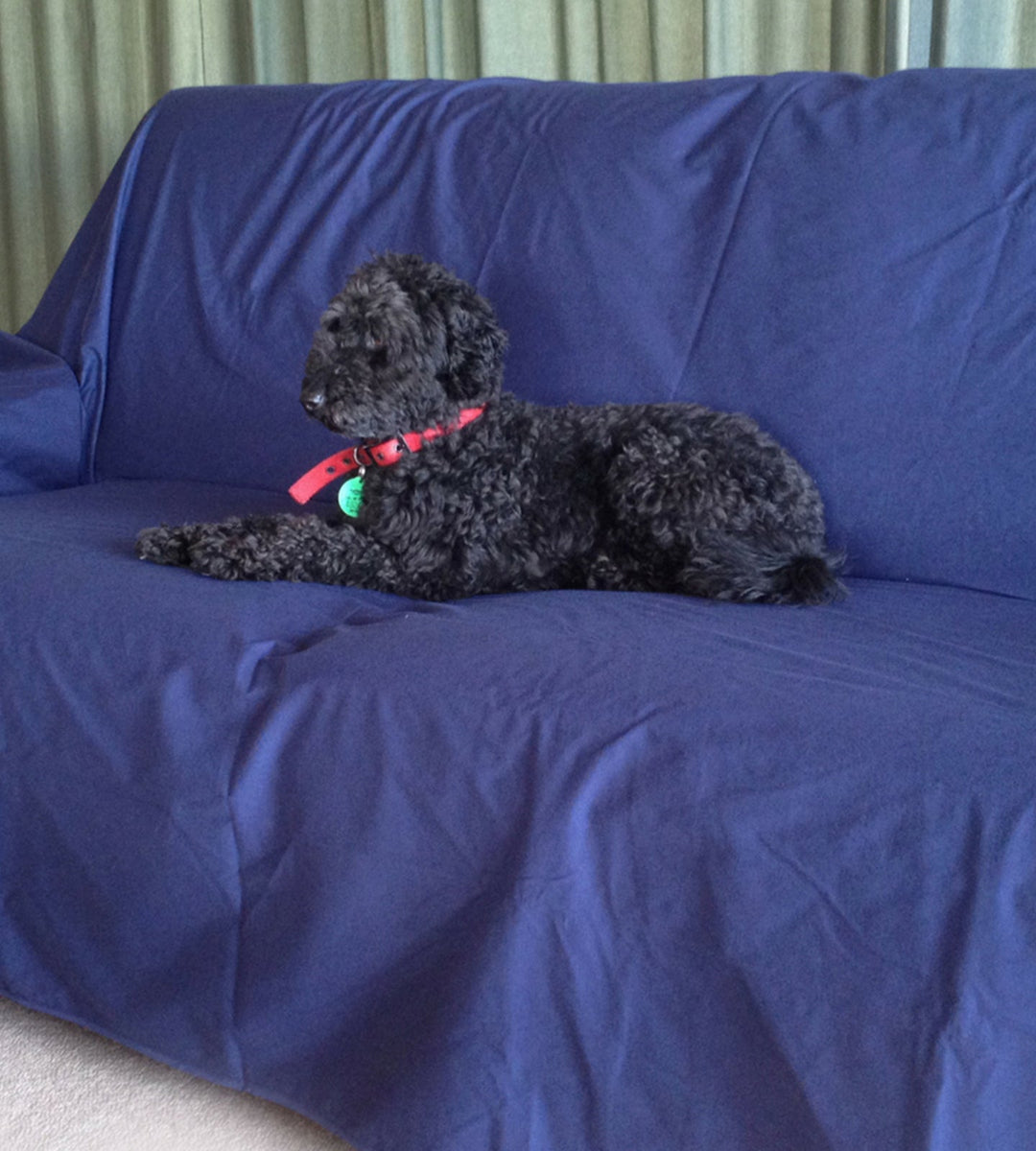 Large Waterproof Sheet For Pets | Brolly Sheets – Brolly Sheets NZ